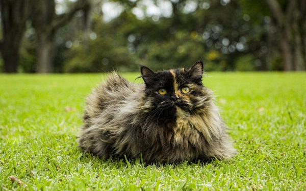 8 Most Common Cat Colors (With Info, Pictures & Breeds) - Catster