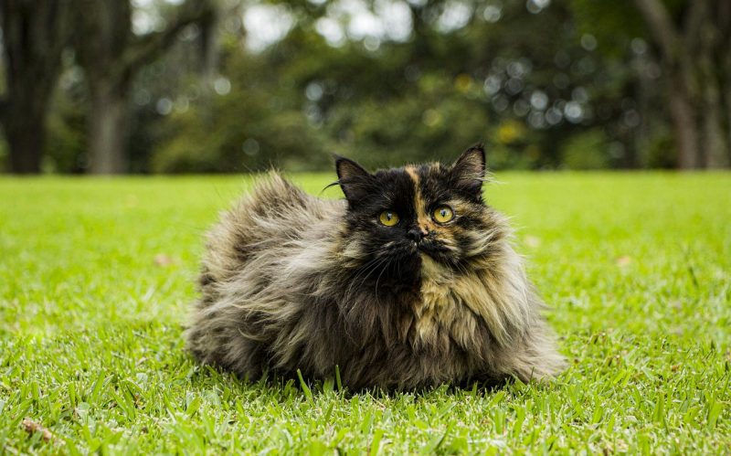 8 Most Common Cat Colors (With Info, Pictures & Breeds) - Catster