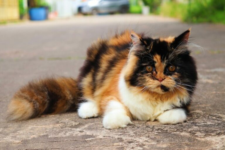 10 Tortoiseshell Cat Breeds (With Info & Pictures) - Catster