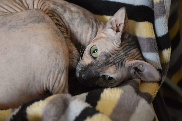 8 Different Sphynx Cat Colors: Vet-Verified Info & Pictures - Catster