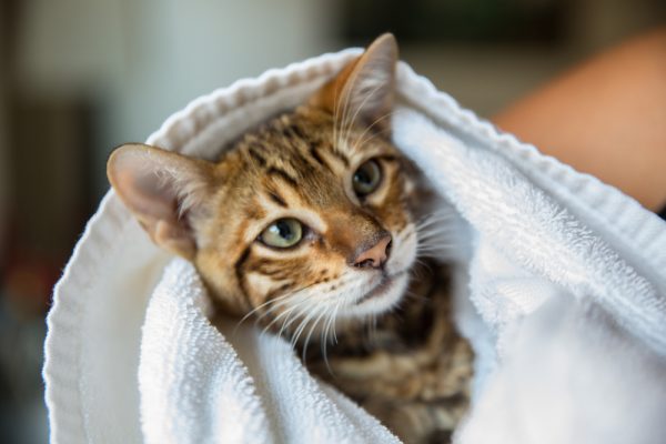 15 Designer Cat Breeds (With Info & Pictures) - Catster