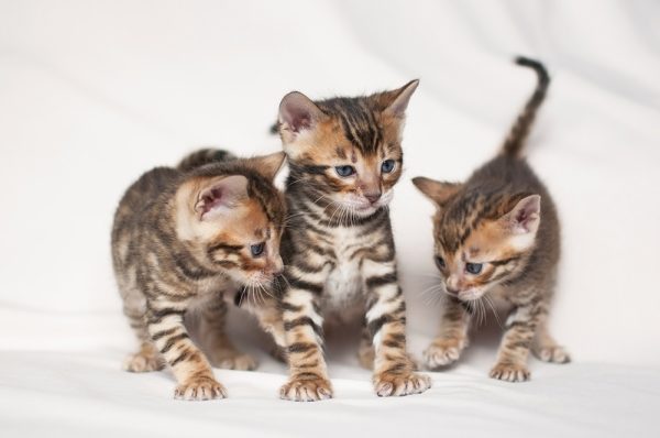 Toyger Cat Breed Info: Pictures, Traits & Facts - Catster