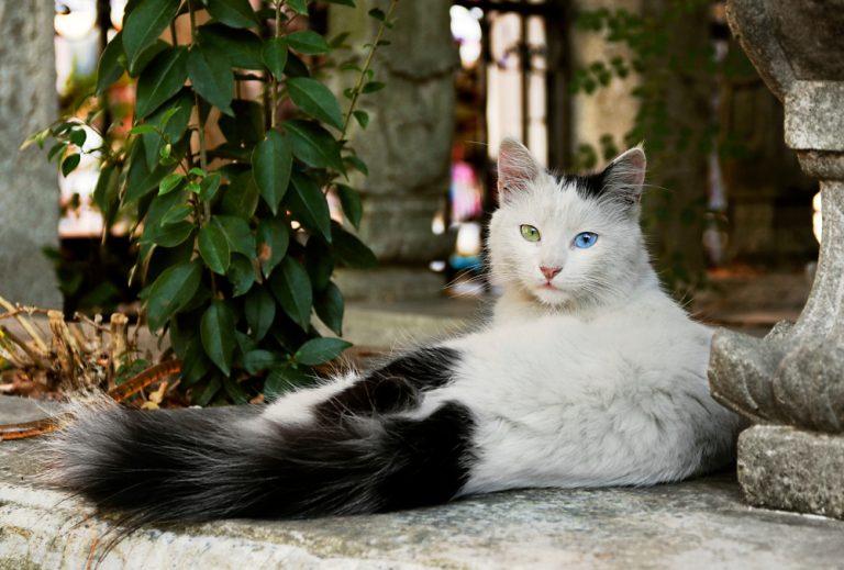Turkish Angora Cat Breed: Info, Pictures, Traits & Facts - Catster