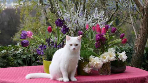 14 Cat Breeds With Curly Tails (With Info & Pictures) - Catster