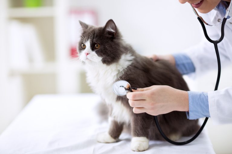 Veterinary Abbreviations & Acronyms: 10 Common Terms Explained - Catster