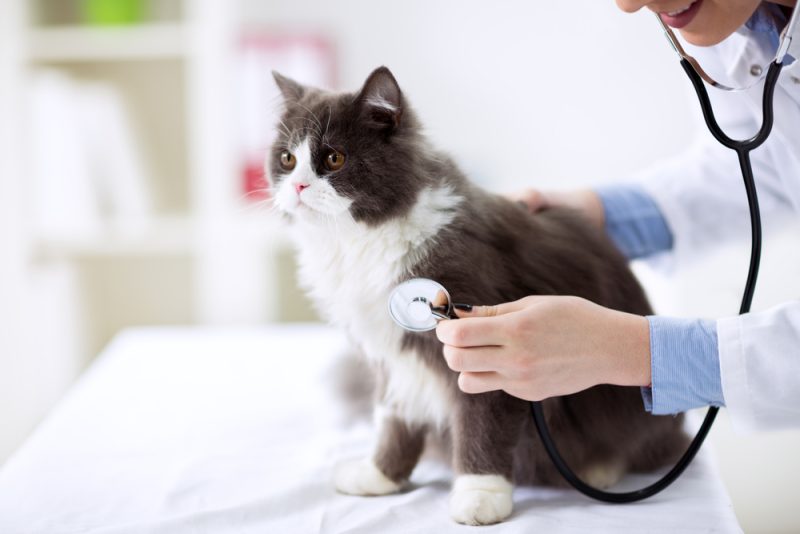 Veterinary Abbreviations & Acronyms: 10 Common Terms Explained - Catster