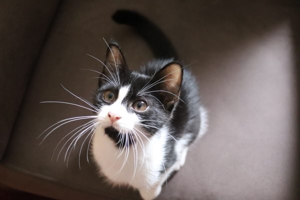Why Is My Cat Staring at the Ceiling? 6 Vet-Reviewed Reasons - Catster