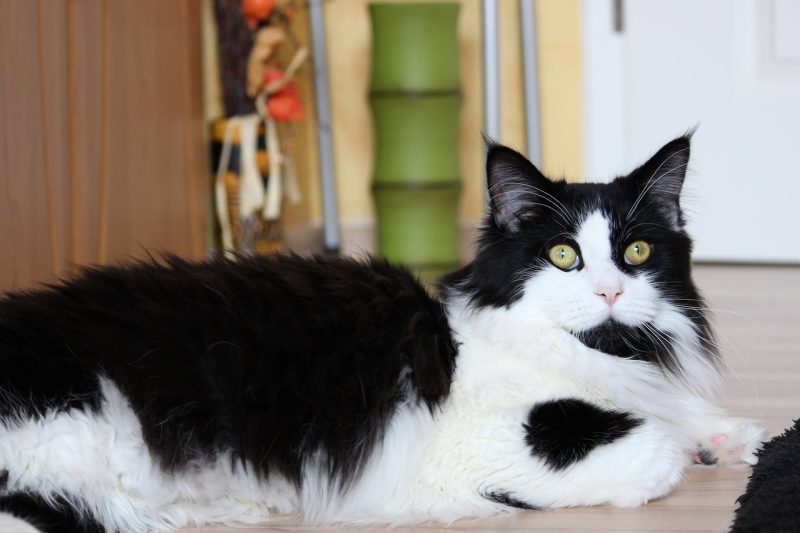What Breed Is My Tuxedo Cat? 9 Common Types (With Pictures) - Catster