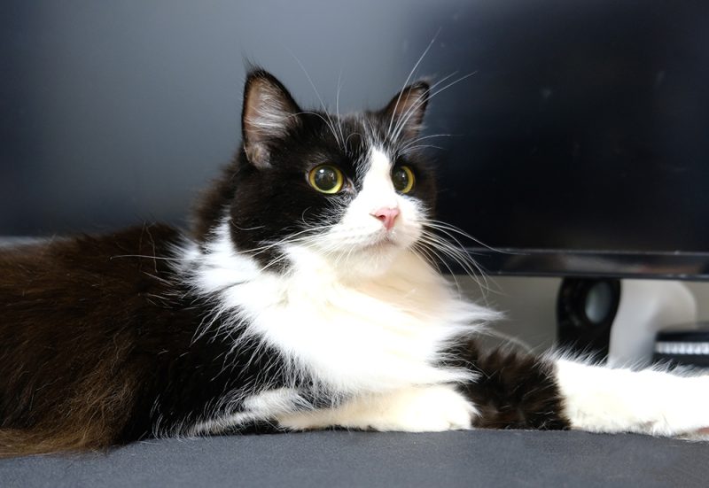 Ragamuffin Cat Breed Pictures Info Temperament And Traits Catster
