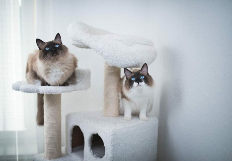 20 Easy DIY Cat Furniture Plans You Can Make Today (With Pictures ...