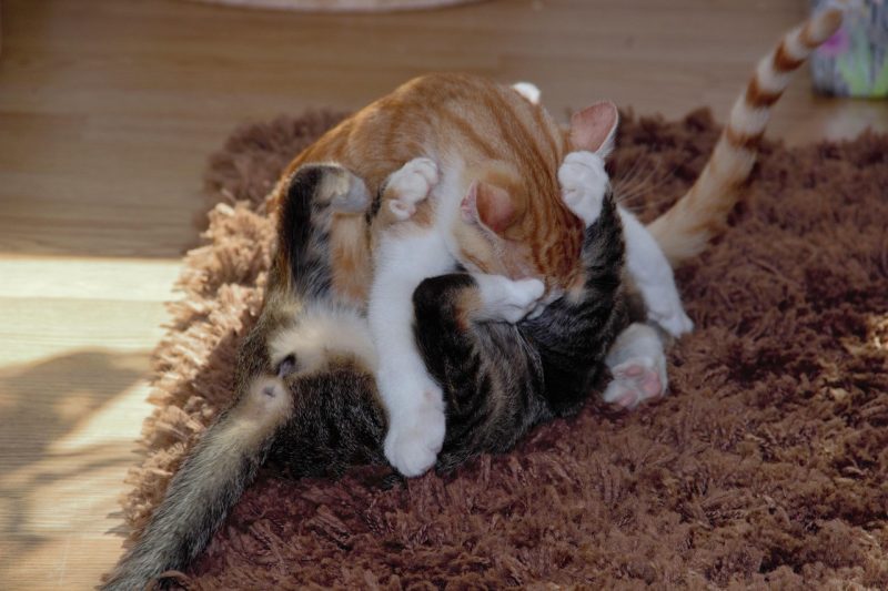 How to Tell If Cats Are Bonded: 6 Vet-Verified Signs to Look For - Catster