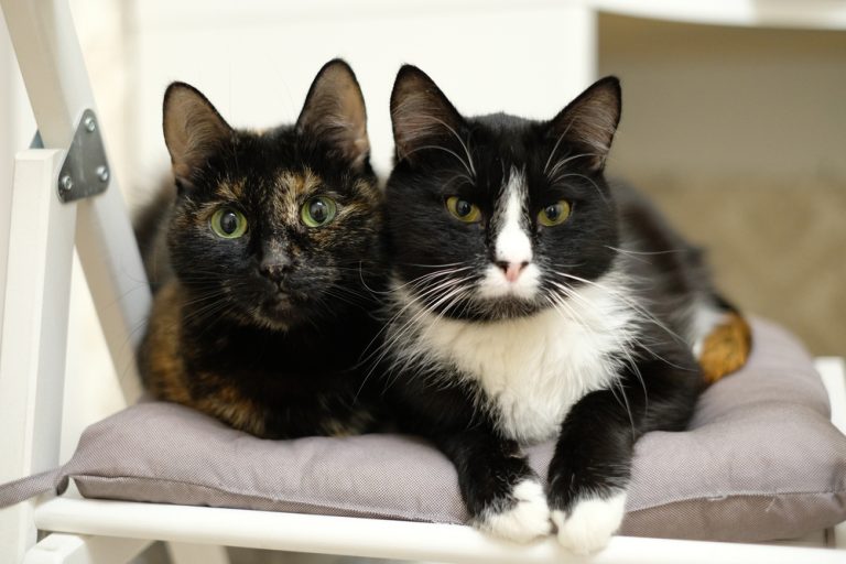 300+ Male Cat Names: The Ultimate List of Masculine, Adorable & Tough ...