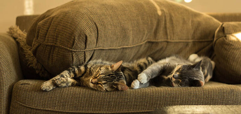 How to Tell if Your Cats Are Getting Along: Vet-Verified Body Language ...