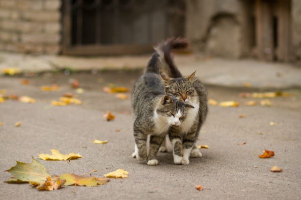 Cat Reproduction & Mating: Vet-Approved Facts & Explanation - Catster