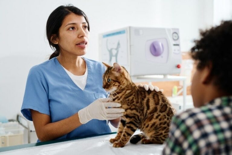 Vet Checklist: What to Bring to Your Cat’s First Visit (Vet-Approved ...