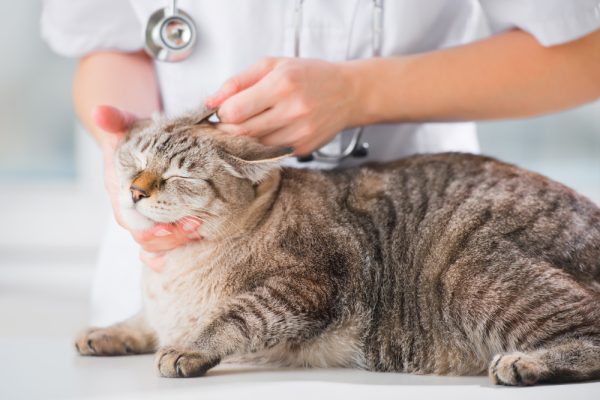 Cat Ears Drooping: Signs, Causes & What to Do (Vet Answer) - Catster