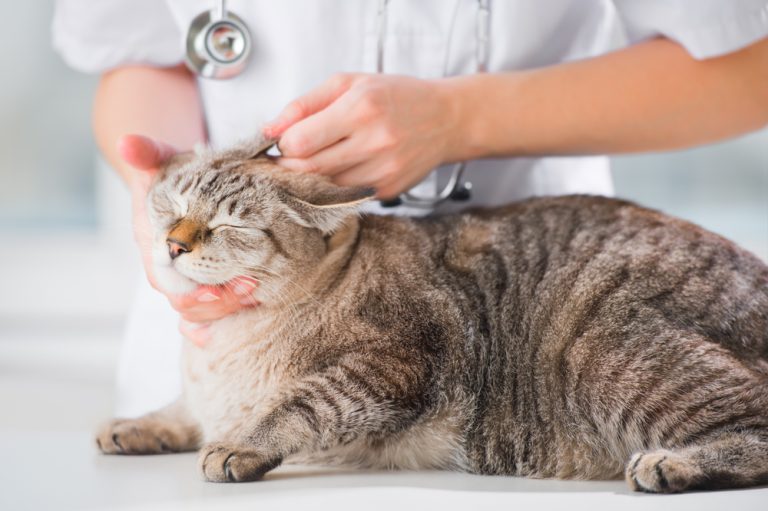 8 Vet-Reviewed Common Cat Ear Problems & How to Treat Them - Catster