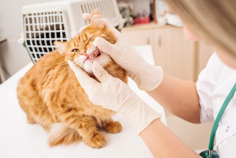 What Causes Mouth Ulcers in Cats? Our Vet Explains Signs, Causes ...