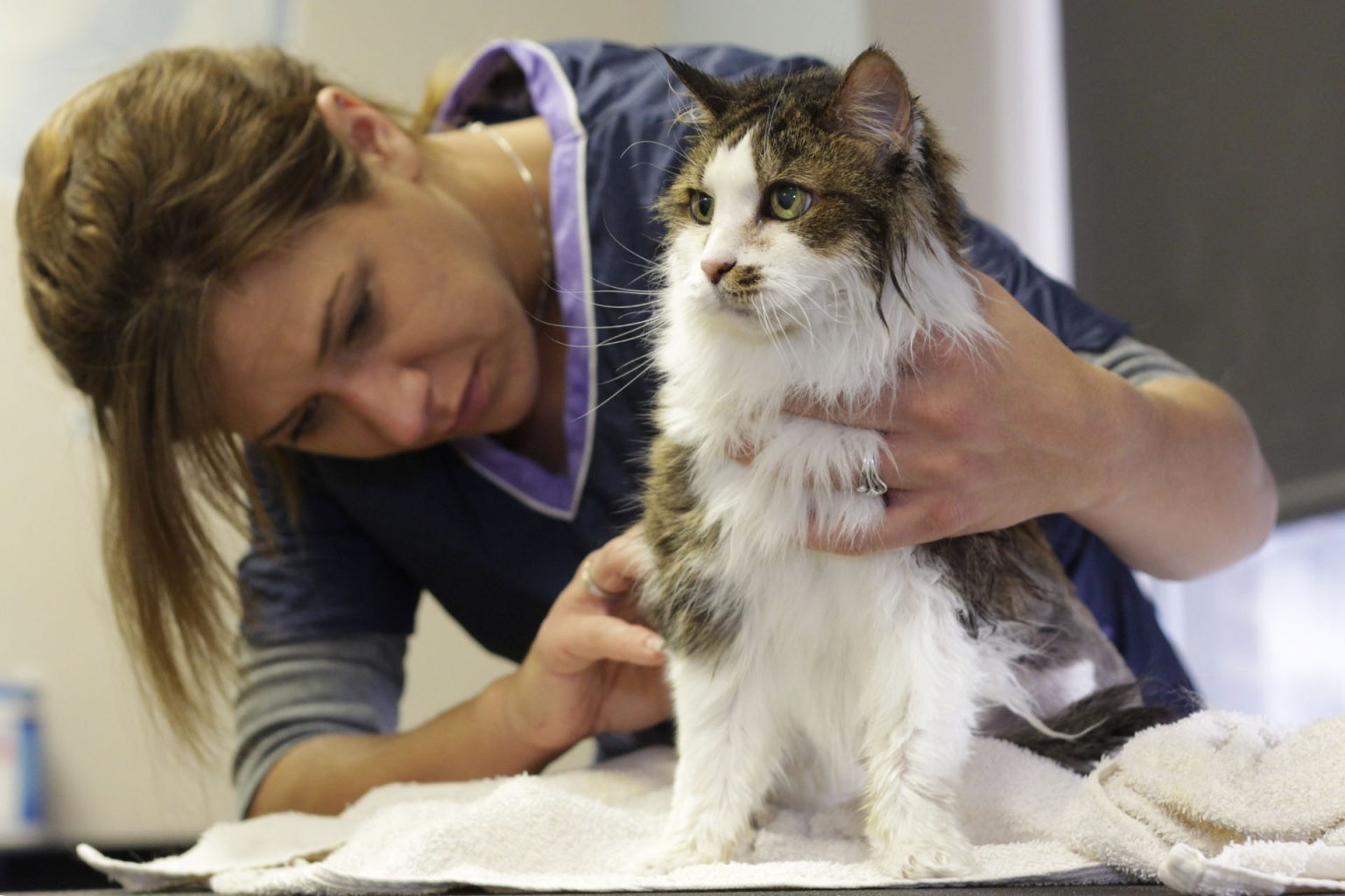 10 Common Causes of Scabs on a Cat: Vet-Reviewed Precautions & Advice ...
