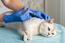 Distemper Vaccine for Cats: Our Vet's Guide - Catster