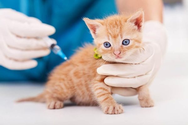 What Shots Do Kittens Need? Vet-Reviewed Schedule, Facts & FAQ - Catster