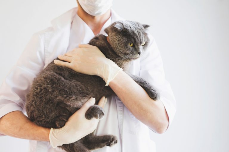 9 Common Cat Spay or Neuter Surgery Complications: Our Vet Explains ...