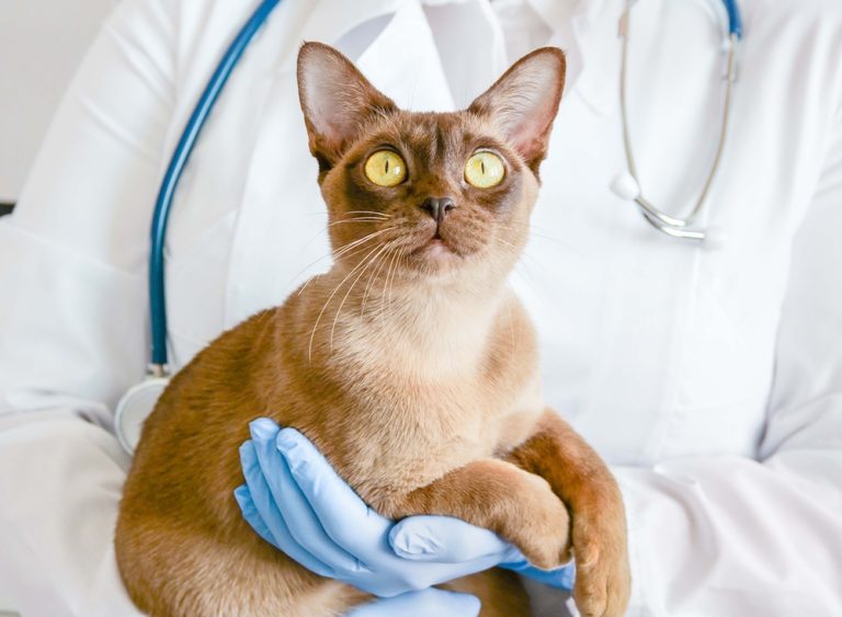 Why Is My Cat Breathing Fast? 5 Reasons Behind This (Vet Answer) - Catster