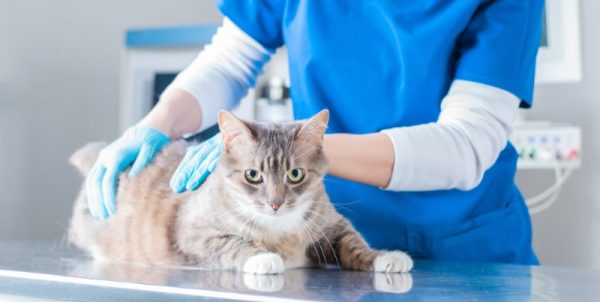 IBS In Cats: Our Vet Explains Causes, Signs & Treatments - Catster