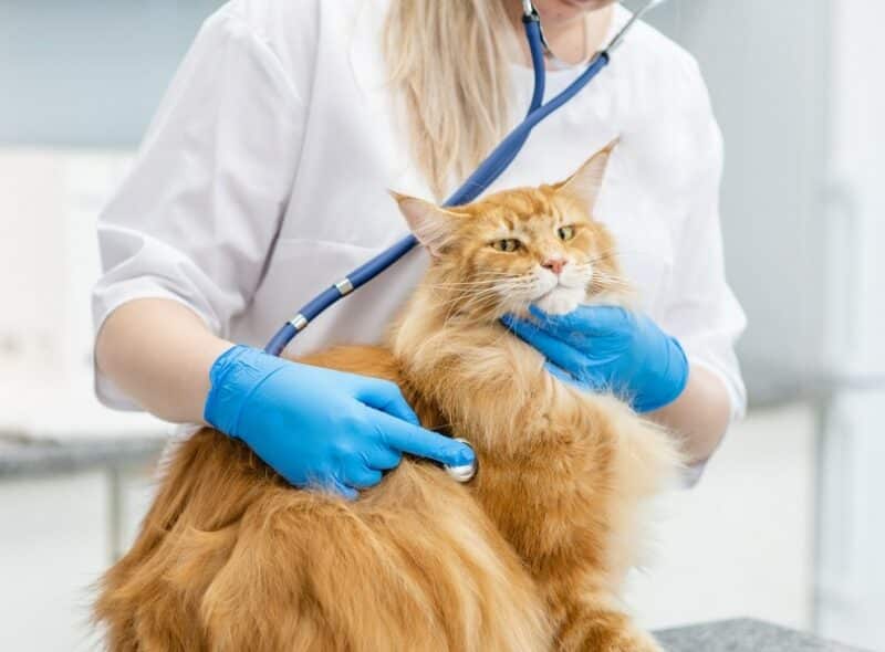 10 Common Cat Genetic Mutations (Vet-Approved) - Catster