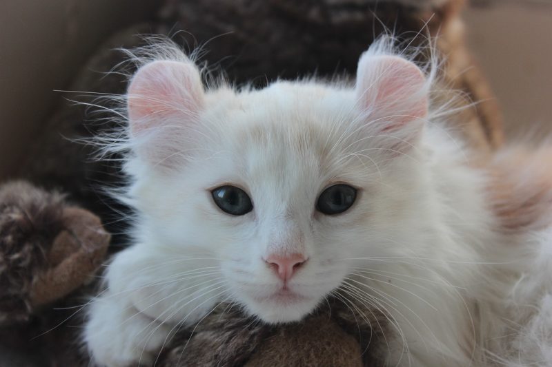 15 Newest Cat Breeds in 2026 (With Info & Pictures) - Catster
