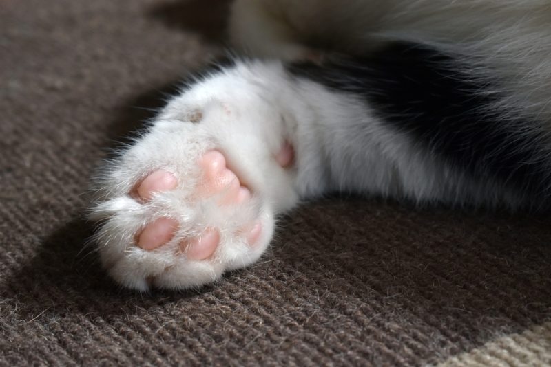 Cat Toe Beans: 8 Fun Facts & Pictures - Catster