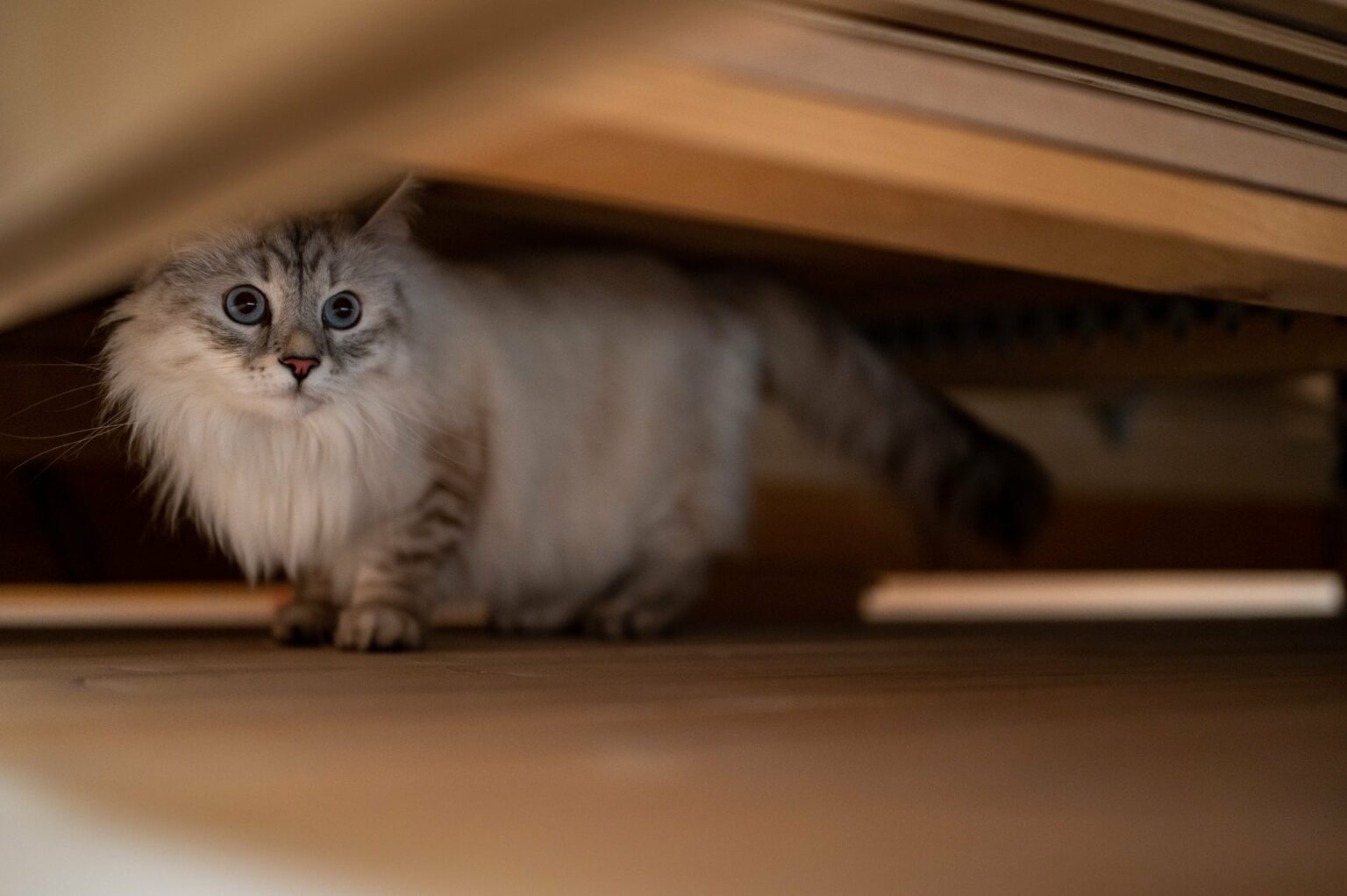 8 DIY Under Bed Blockers for Cats You Can Make Today - Catster
