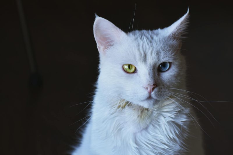 8 Types of Cat Eye Colors and Their Rarity (With Pictures) - Catster