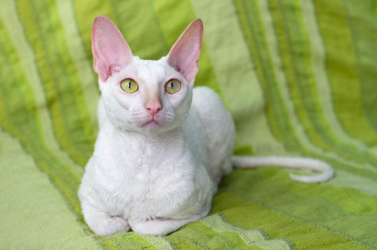 Cornish Rex vs. Sphynx: Differences Explained (With Pictures) - Catster