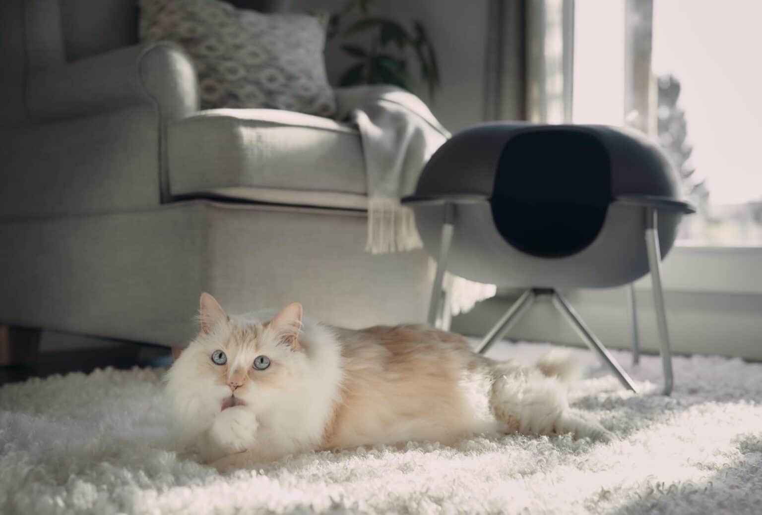 How Do Cats Clean Themselves? Normal Behavior & Advice (Vet-Reviewed ...