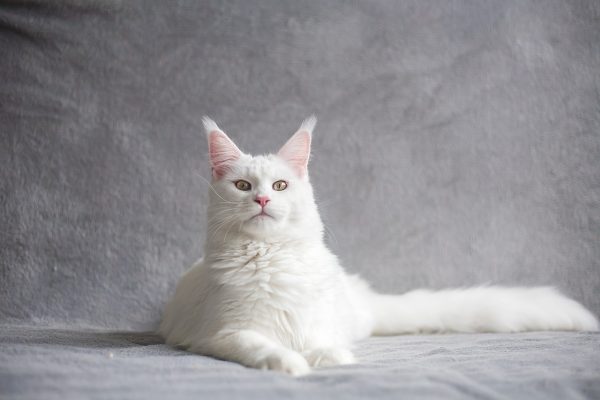 Maine Coon Cat Breed Info: Pictures, Info, Temperament & Traits - Catster