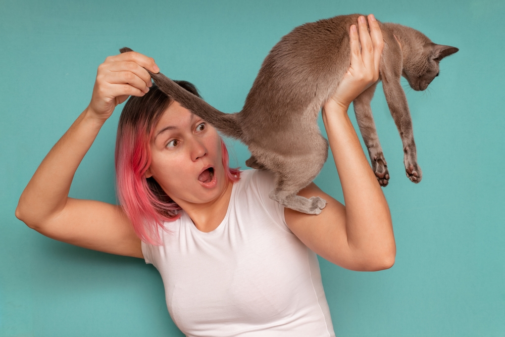 Your Cat's Red Butt Has Entered the Chat (And Your Face) - Catster