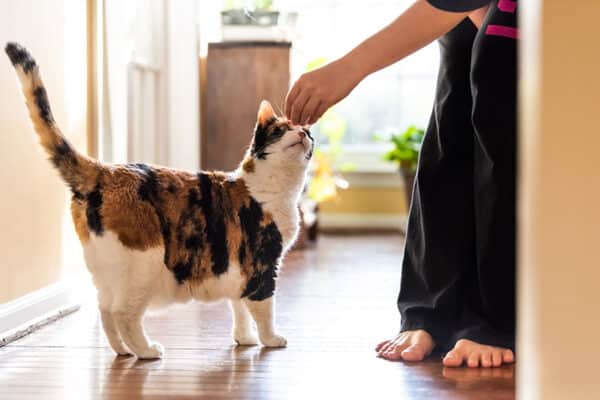 How to Restrain a Cat for Nail Clipping: Vet-Approved Safety Tips - Catster