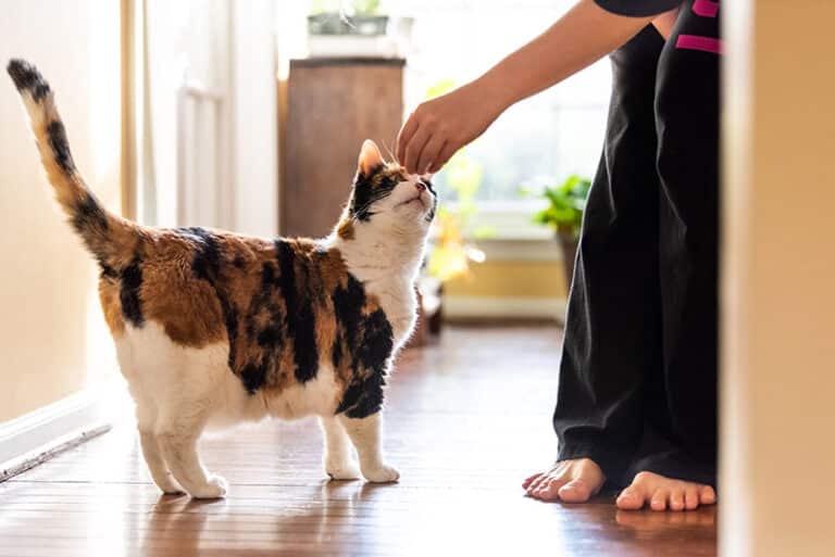 How to Bond With Your Cat Through Playtime: 4 Fun Ideas (Vet Approved ...