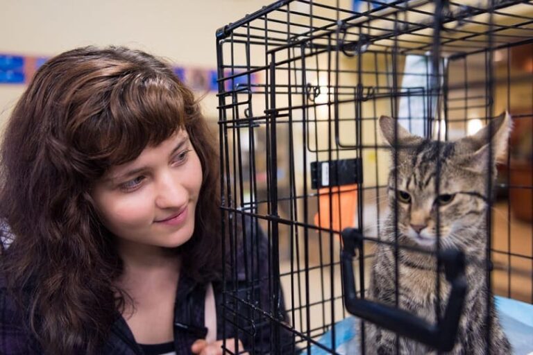 Ultimate Cat Adoption Checklist: 8 Essentials & Vet-Reviewed Tips - Catster
