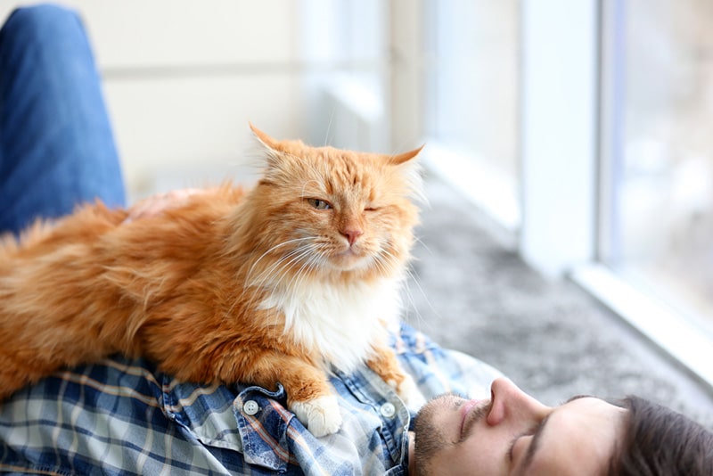 Why Do Cats Blink Slowly? Their Behavior Explained - Catster