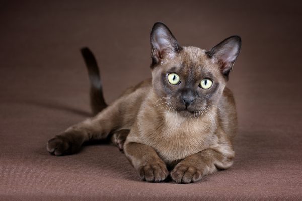 Burmese vs. Siamese Cat: What’s the Difference? (With Pictures) - Catster