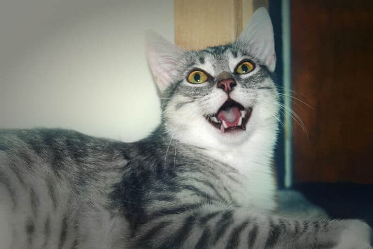 Why Do Cats Act Weird When Scratching The Base Of Their Tail 10