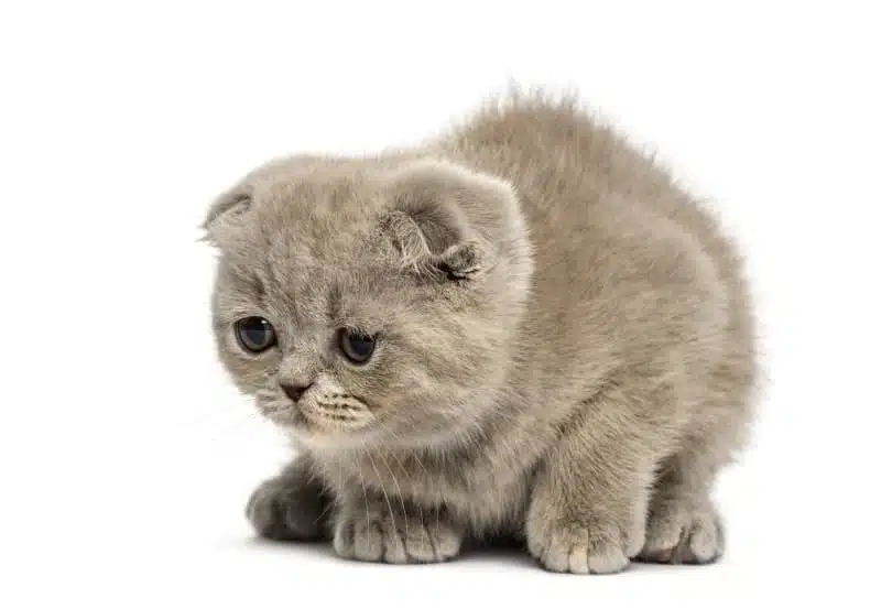 Foldex Cat Breed Information & Pet Care Guide