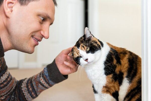How to Get a Cat to Come to You When Called: 7 Vet-Approved Steps - Catster