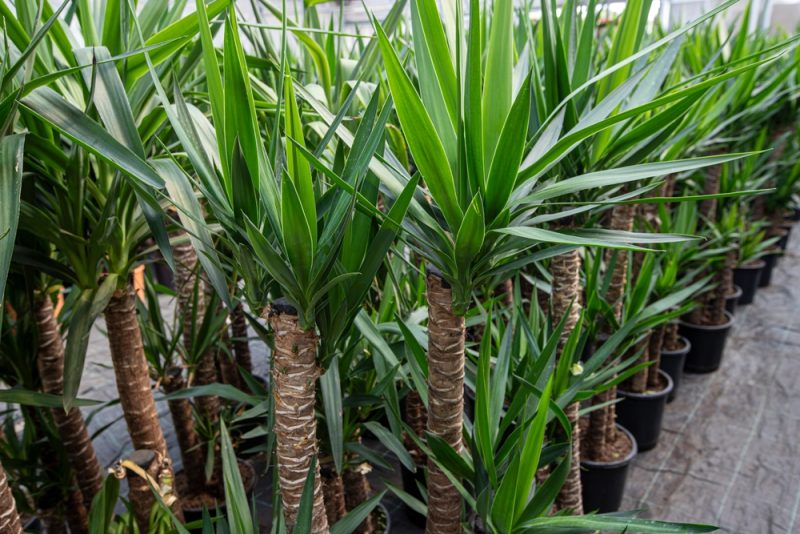 Are Yucca Plants Toxic to Cats? Vet-Verified Ingestion Signs ...