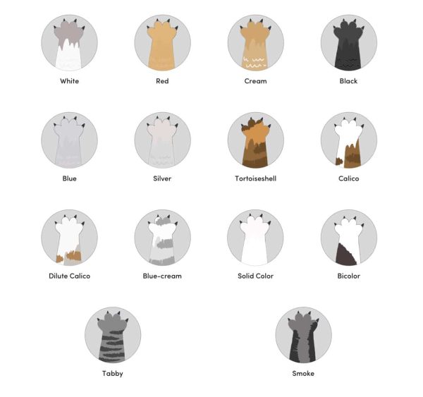 15 Turkish Angora Cat Colors & Patterns (With Pictures) - Catster