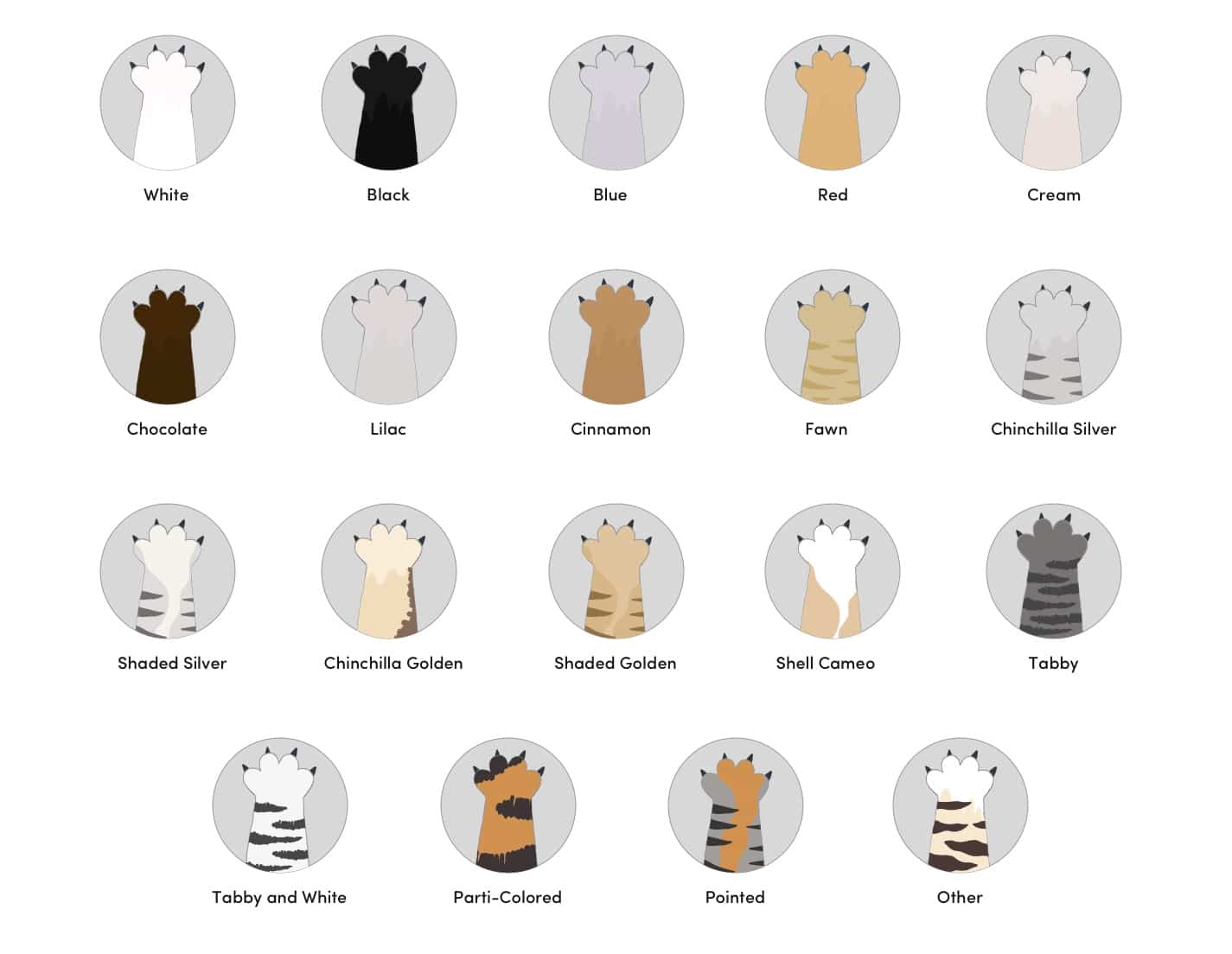 19 Scottish Fold Cat Colors & Patterns (With Pictures) - Catster