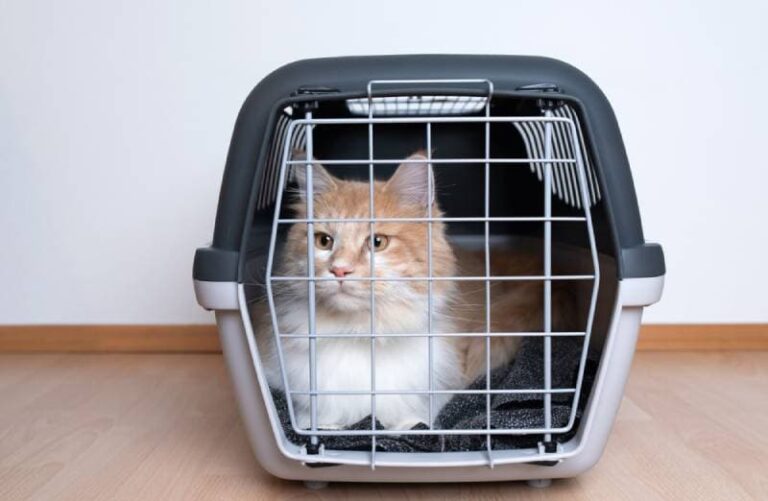 How to Choose the Right Cat Carrier in 2026: 7 Vet-Approved Steps - Catster
