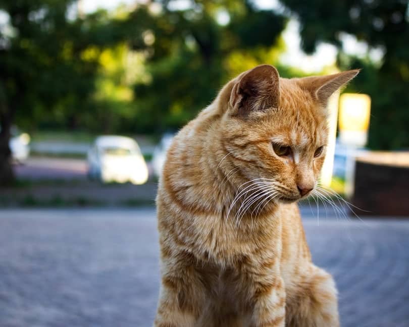 14 Canada Cat Statistics & Facts All Cat Lovers Should Know (2024 Update) - Catster